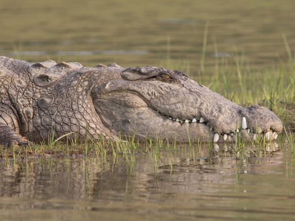 Birds and Other Wildlife in Chambal | Meer