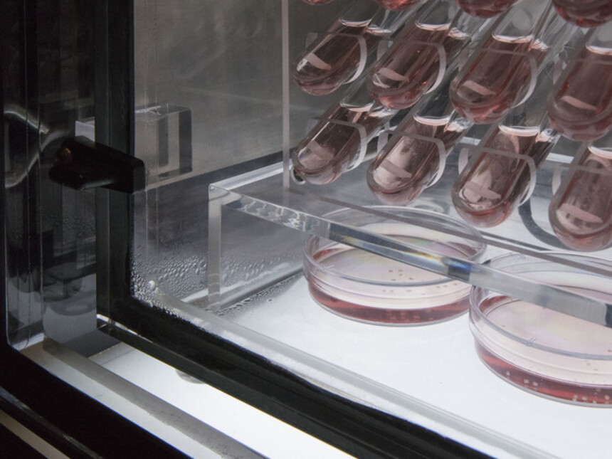 New Molecules & Stem Cell Retinoid Screen | Meer