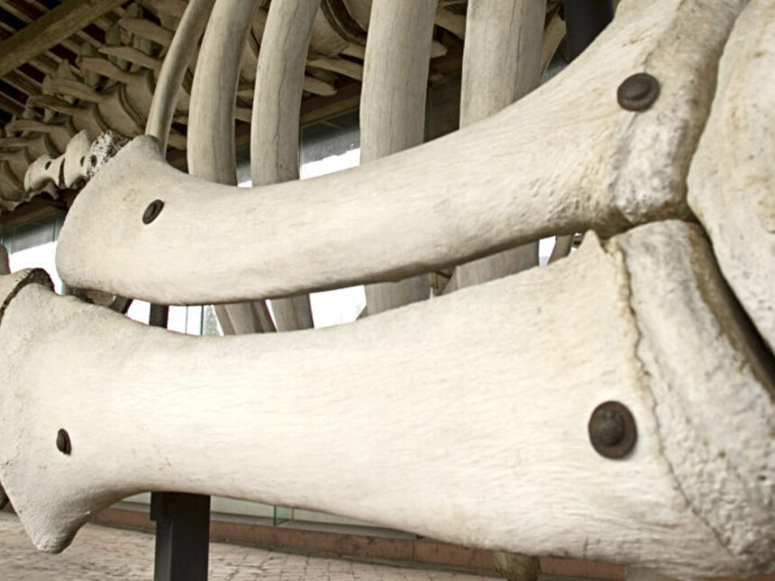 Cetaceans gallery | Meer