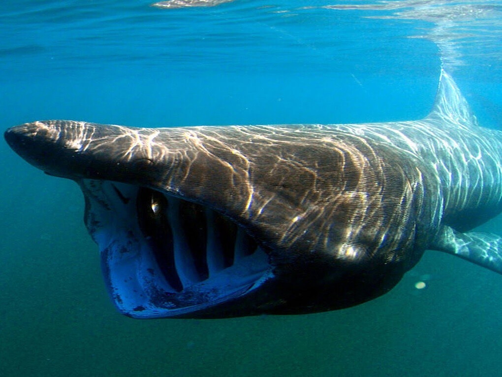 Le origini dei pesci | Meer