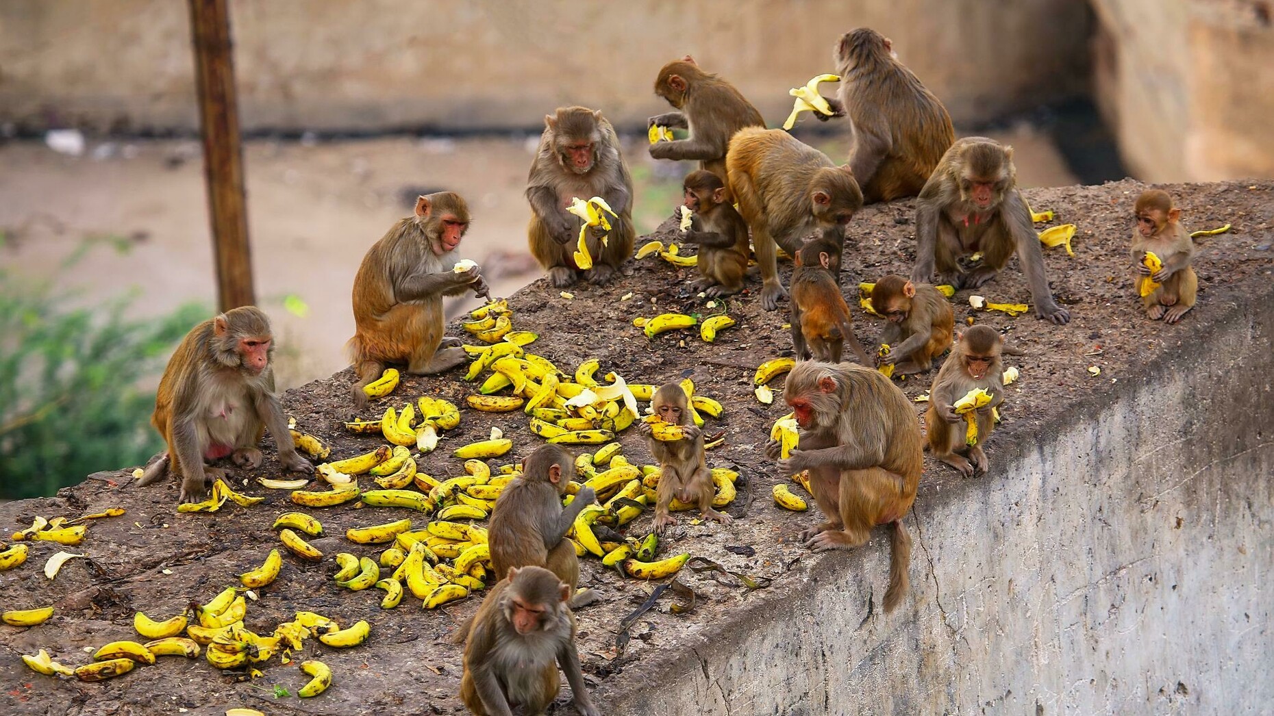 Food cooperation in monkeys | Meer