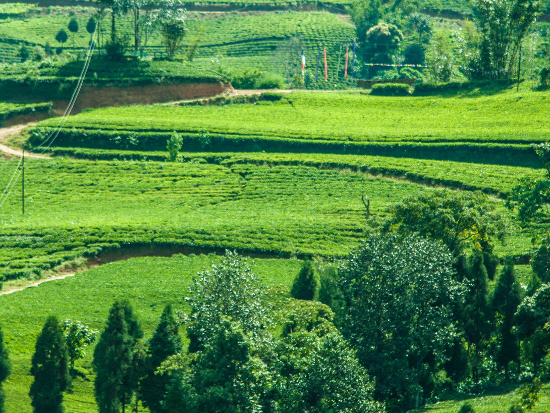 Ilam, Nepal: a blend of land, culture, and economy | Meer