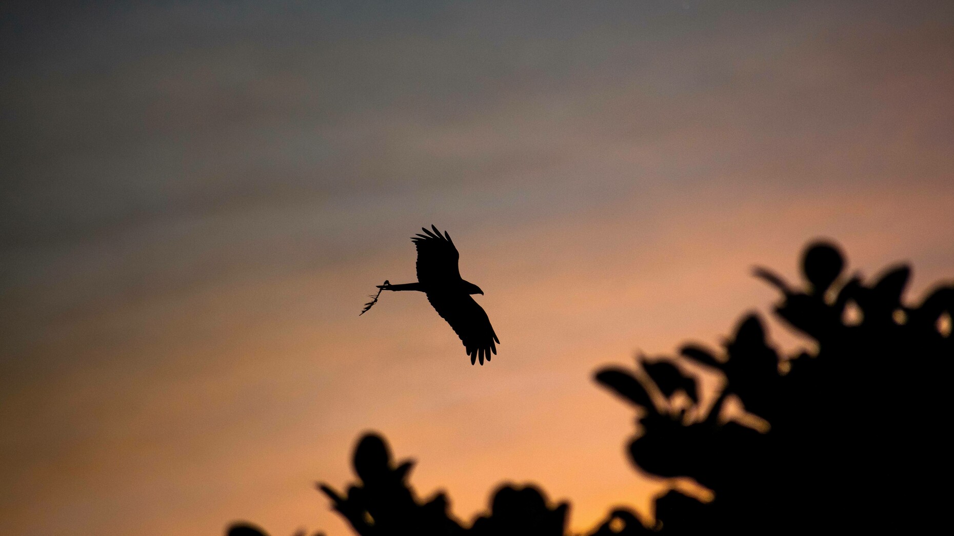 The bird of the mandarin | Meer