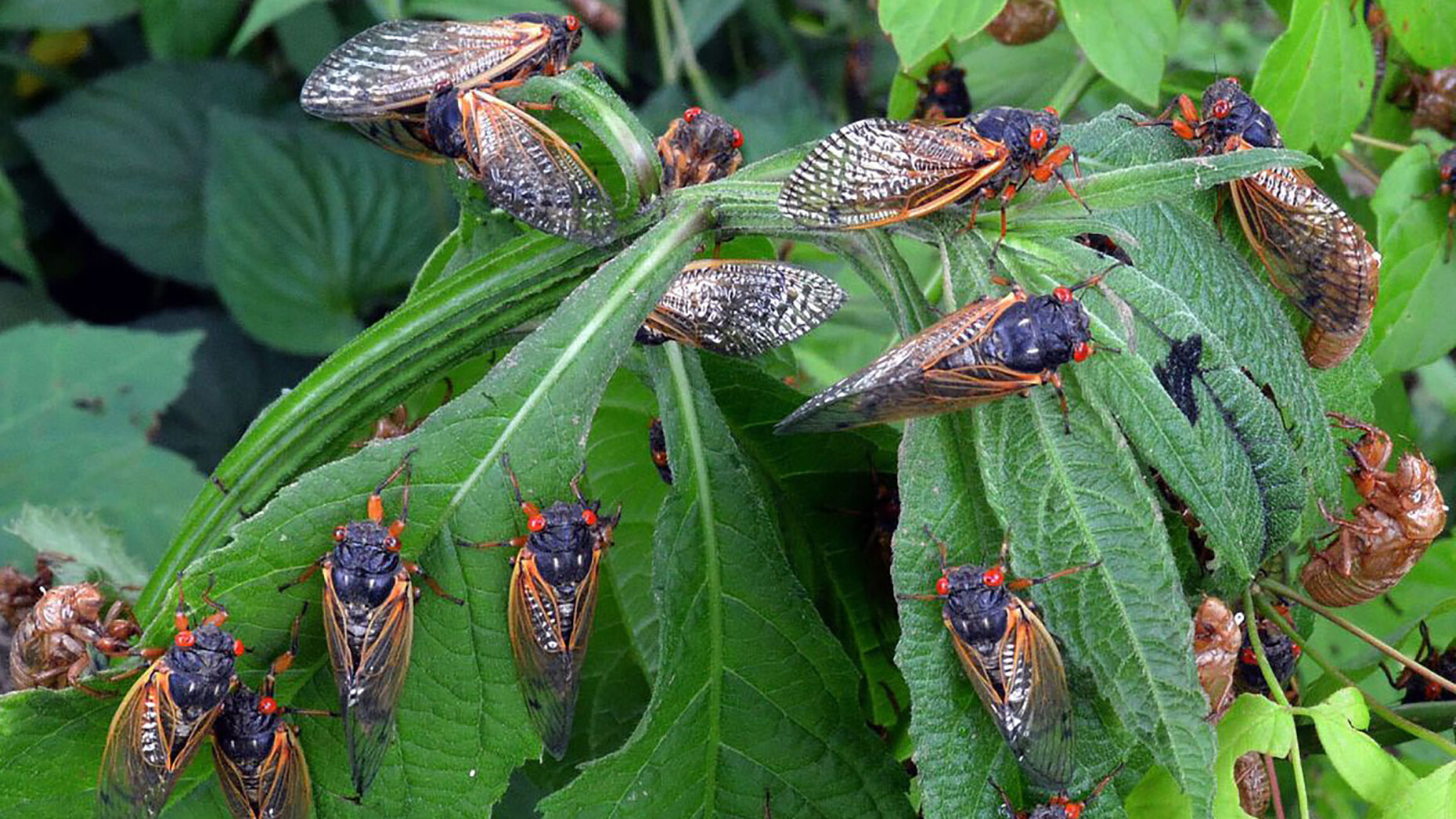 Tiempos de Chicharras | Meer