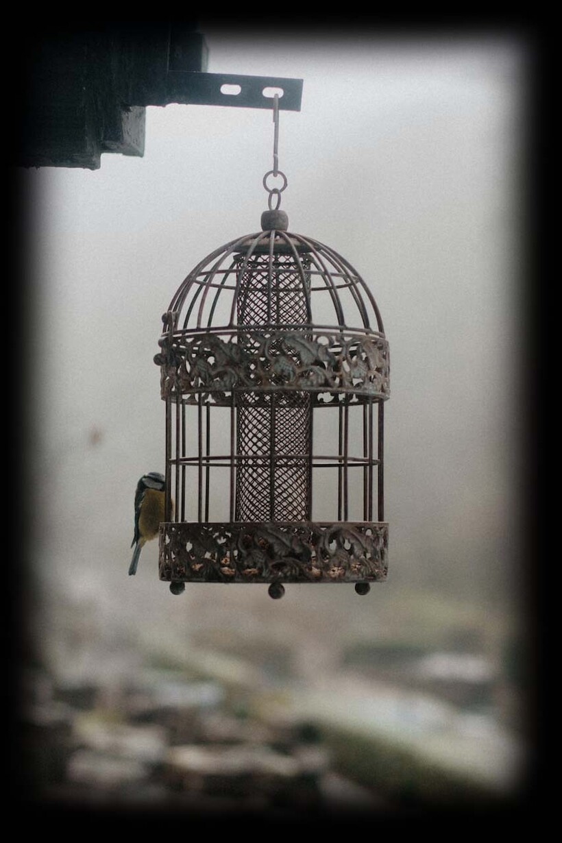 Caged moments | Meer