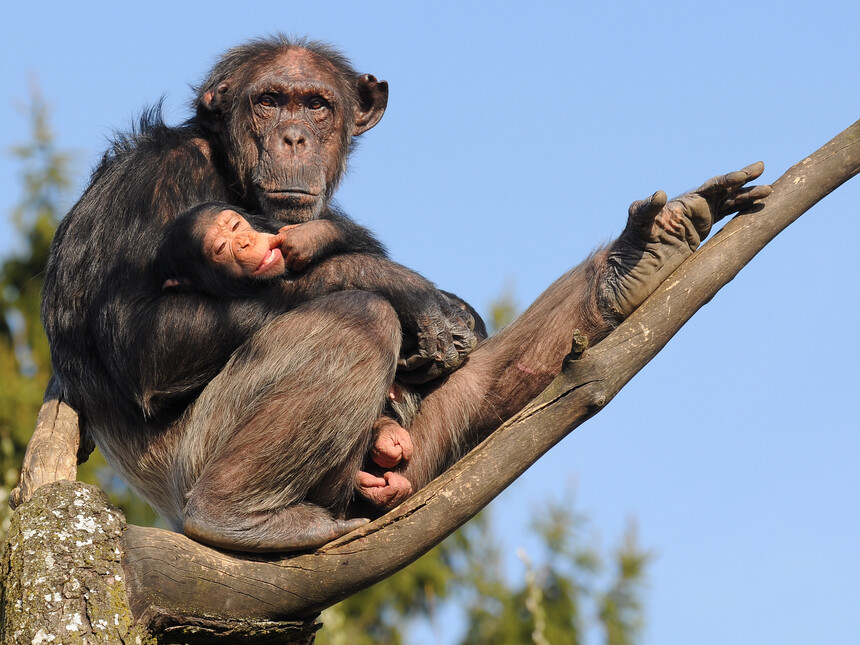 Animal thought | Meer