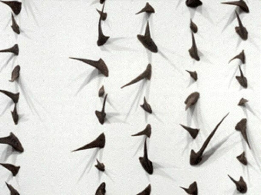 Cui Fei. Tracing the Origin | Meer