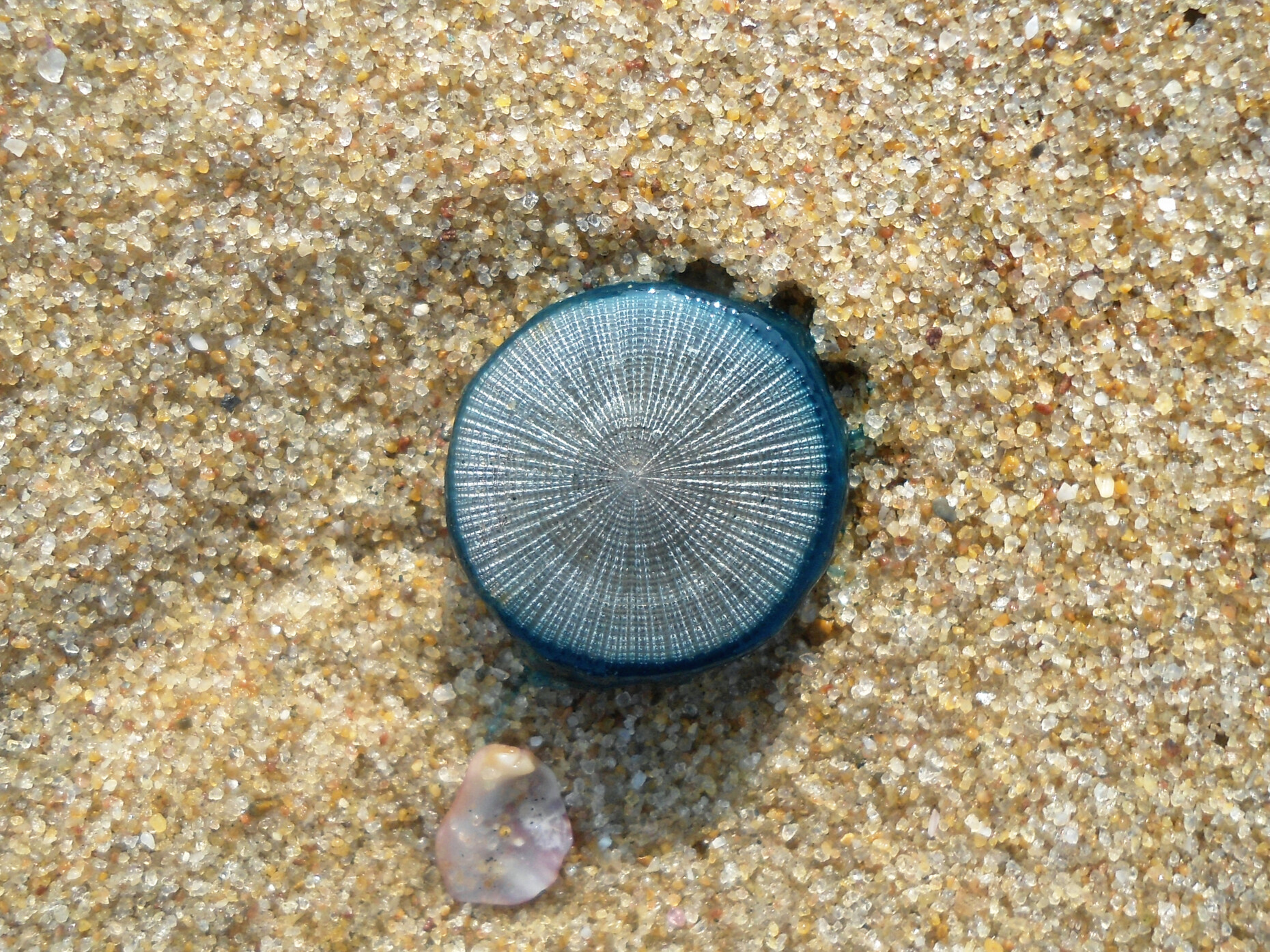 «Porpita porpita» | Meer