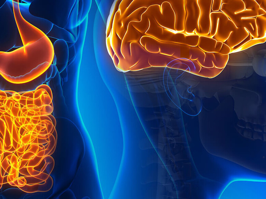 Our Second Brain | Meer