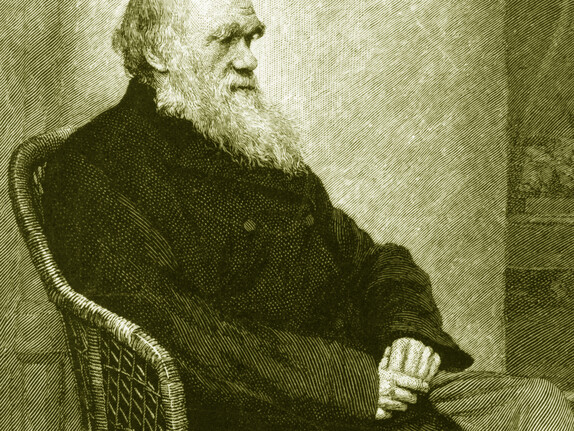 Chatwin and Darwin | Meer