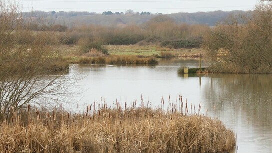 Birdwatching in Abberton Reservoir, England | Meer