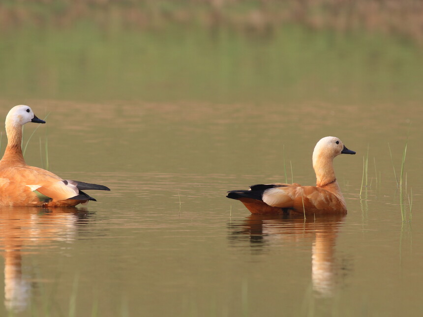 The National Chambal Sanctuary | Meer
