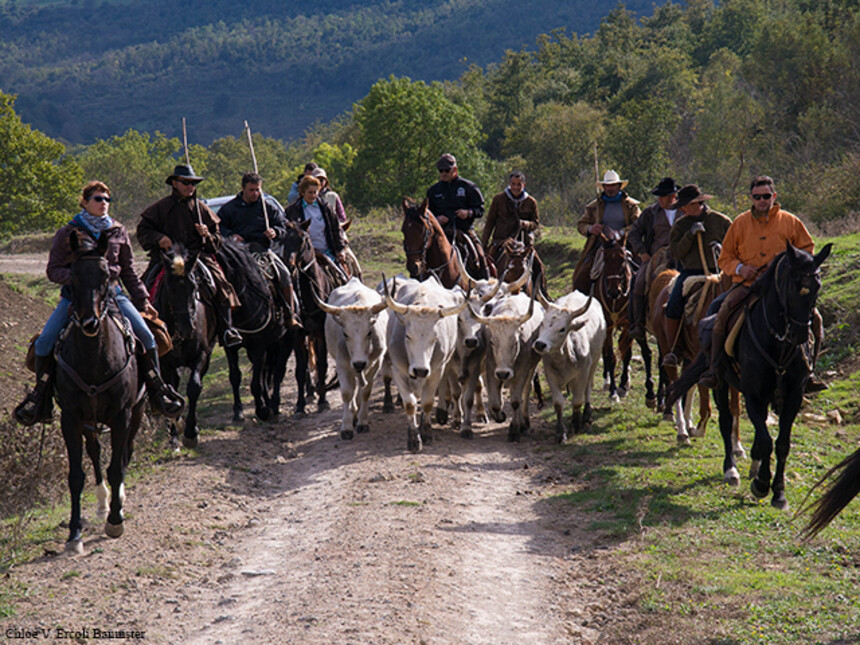 Transhumance in northern Lazio | Meer