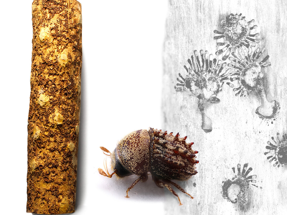 Bark Beetle Calligraphy | Meer