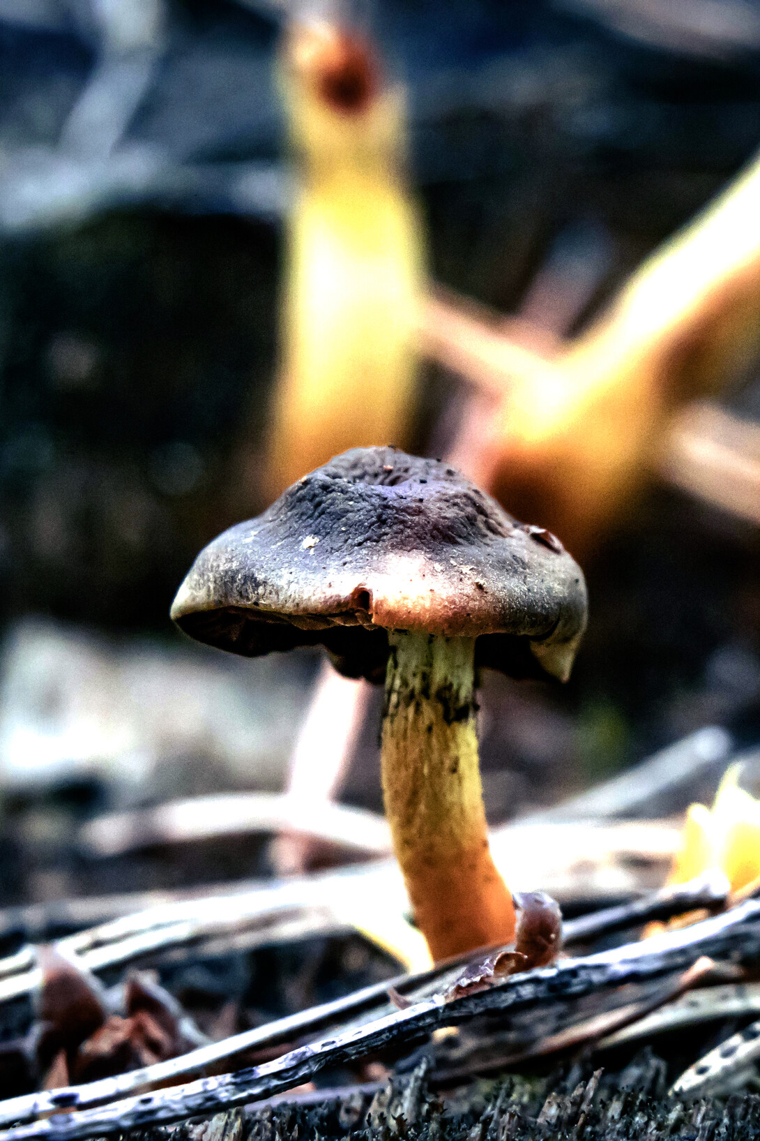 Comida do futuro | Meer