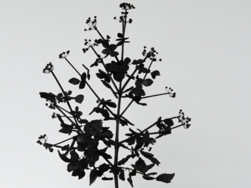 Michael Canning | Meer