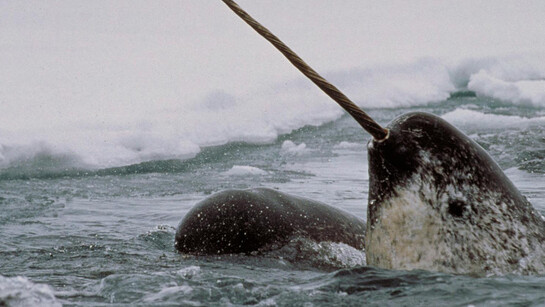 Narwhal: Revealing an Arctic Legend | Meer