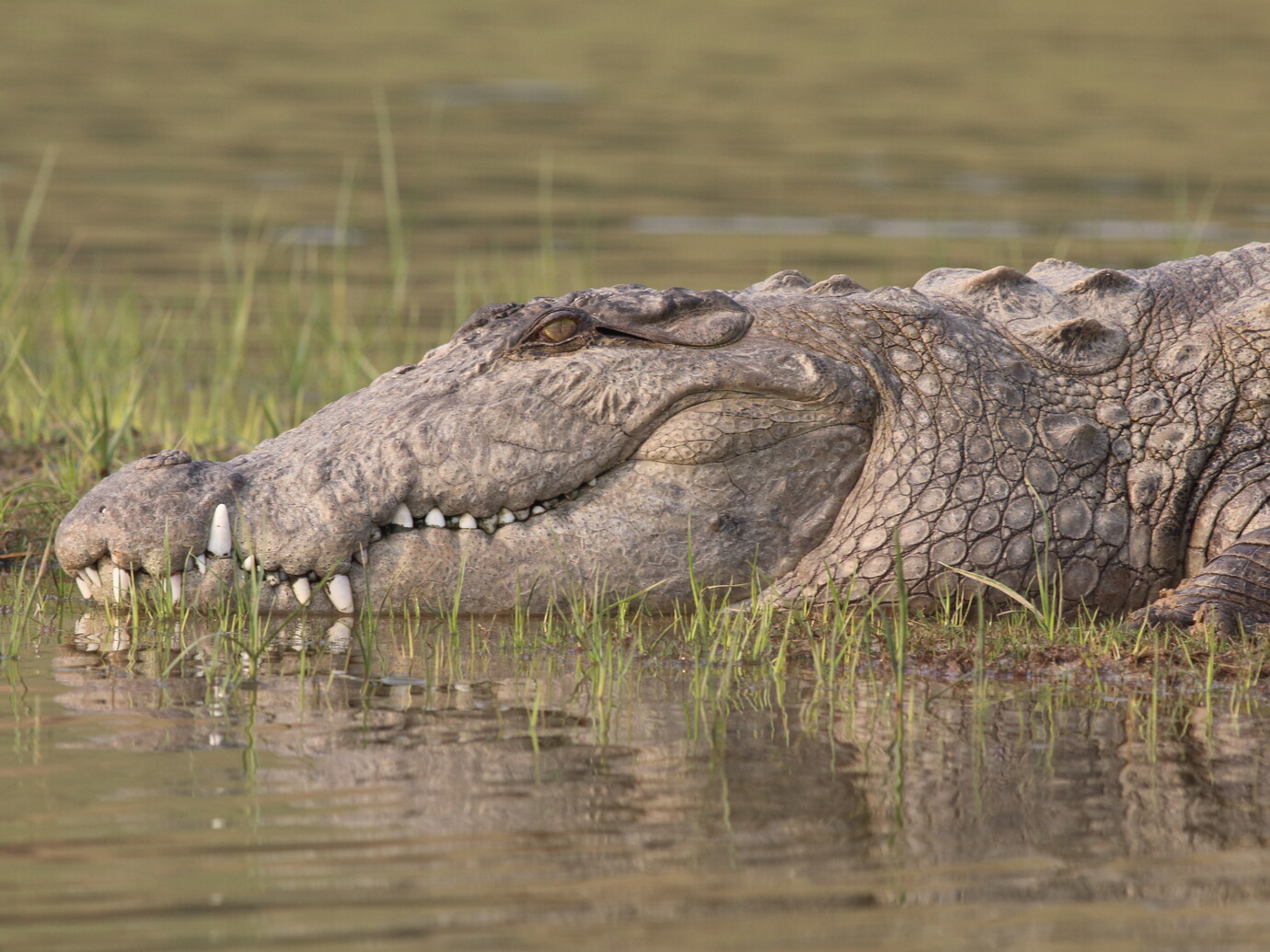 Ecology of the Gharials | Meer
