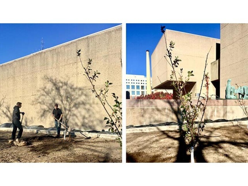 Tree of 40 Fruit | Meer