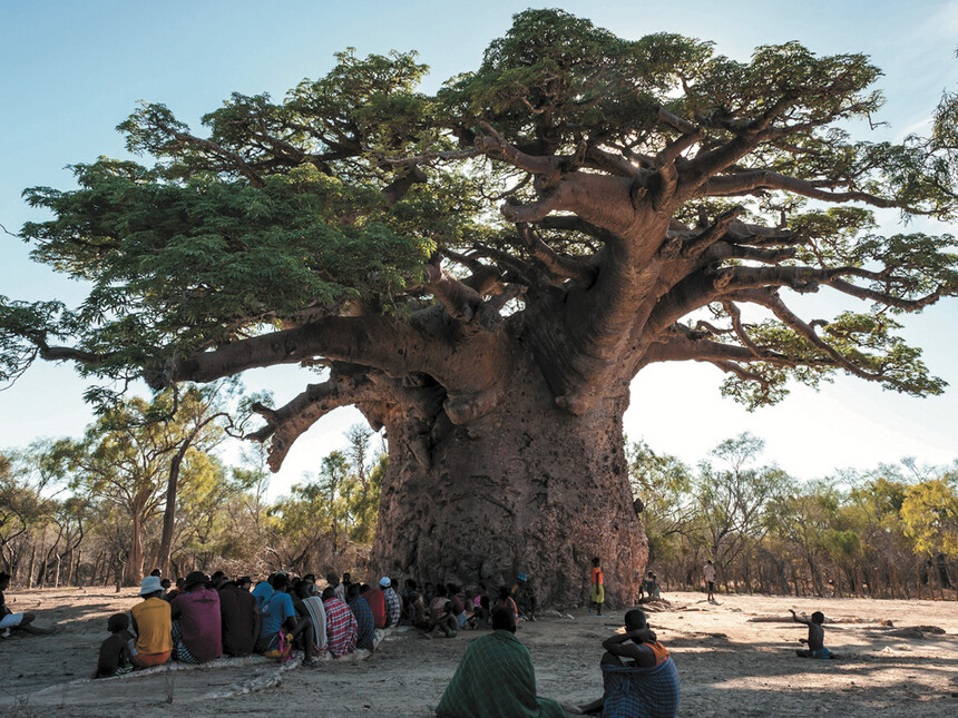 Biodiversity in Madagascar’s Thorn Forest | Meer