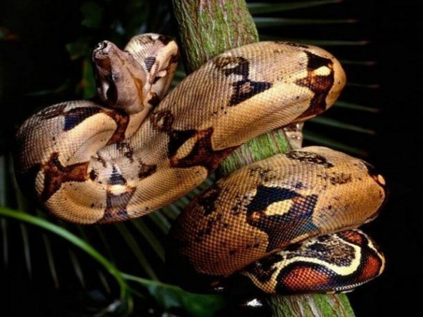 Le meraviglie della carne di serpente | Meer