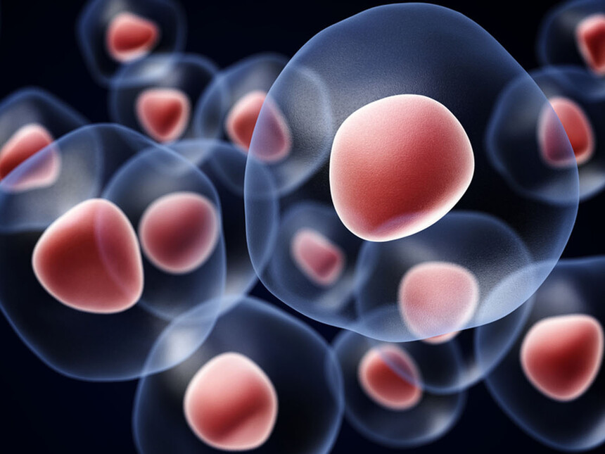 Why is Life Cellular? | Meer