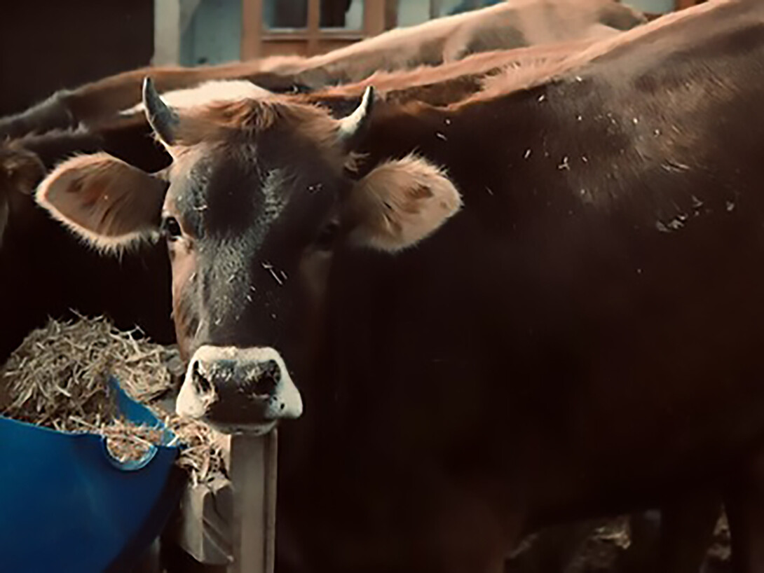 Veganism has a problem | Meer