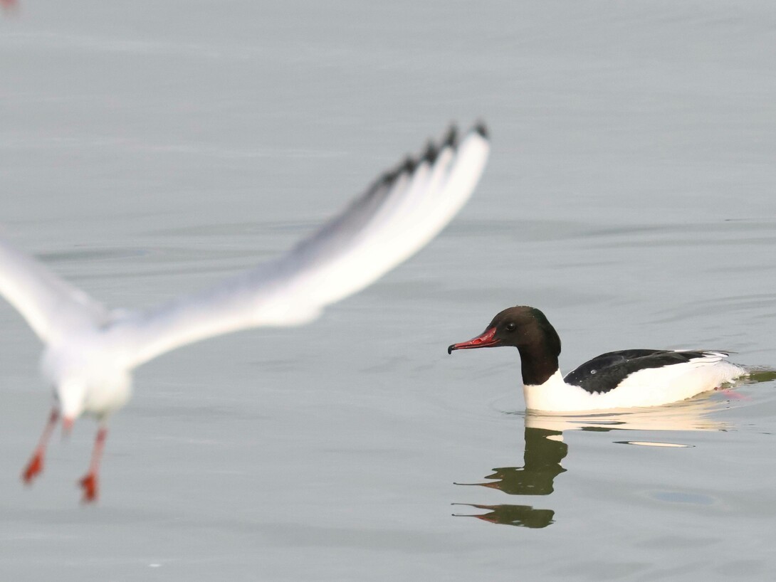 Birdwatching in Abberton Reservoir, England | Meer