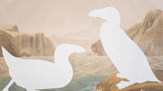 Brandon Ballengée. L’art de la solitude | Meer