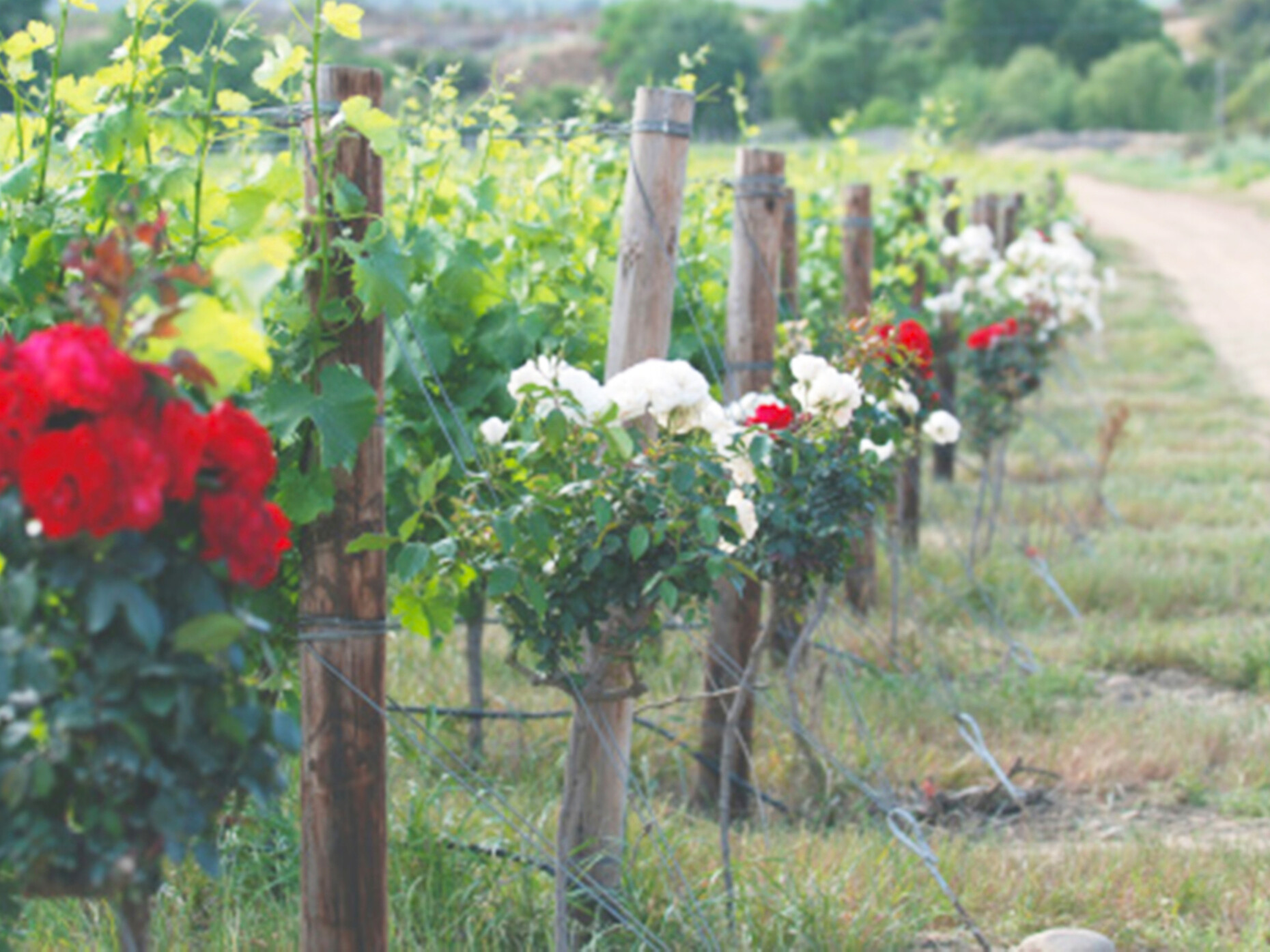 Roses and grapevines | Meer
