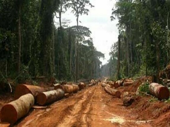 Urbanization versus Deforestation | Meer