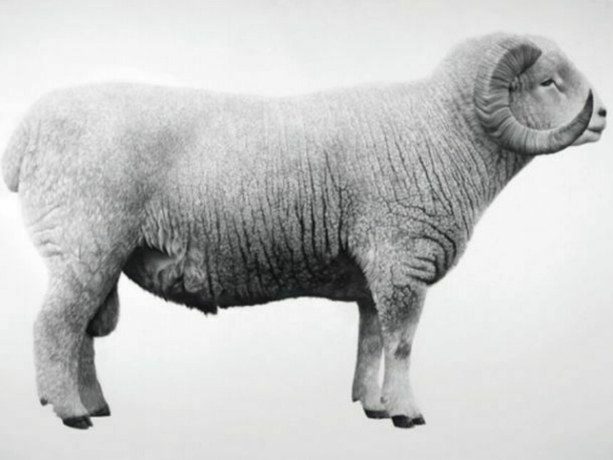 Jonathan Delafield Cook | Meer