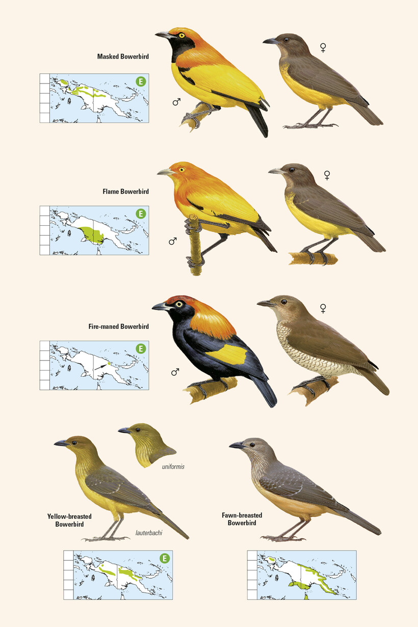 New Guinea. Inspiration for naturalists | Meer