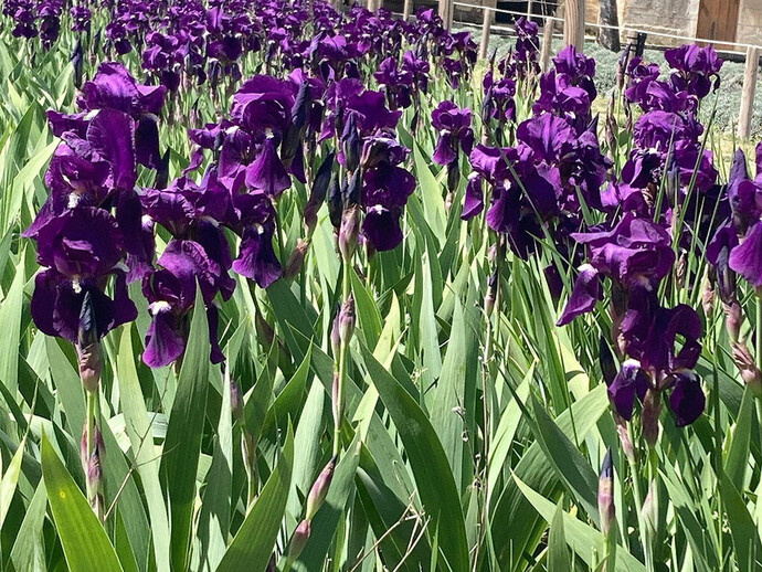 Ultra-violet, new light on Van Gogh’s Irises | Meer