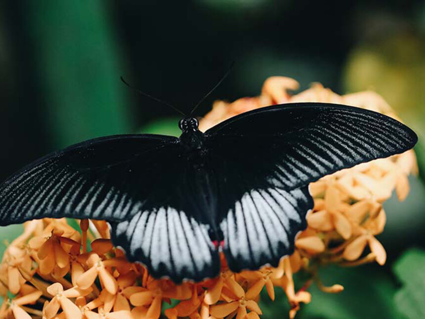 Butterflies Up-Close | Meer