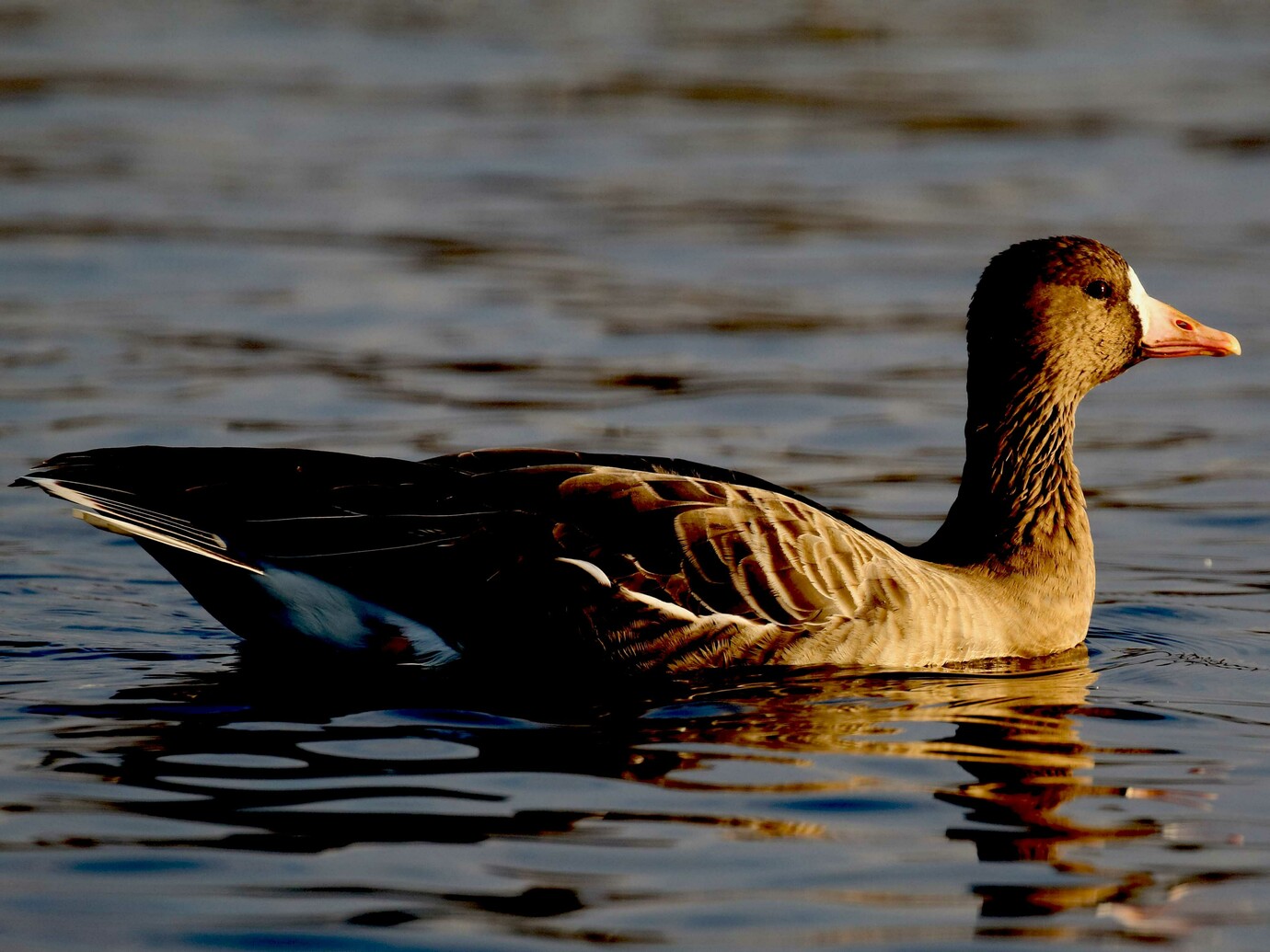 Birdwatching in London’s parks | Meer