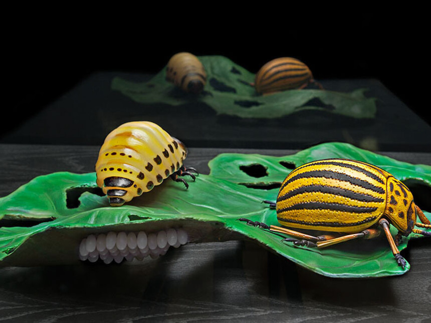 Keller’s Insect Models | Meer