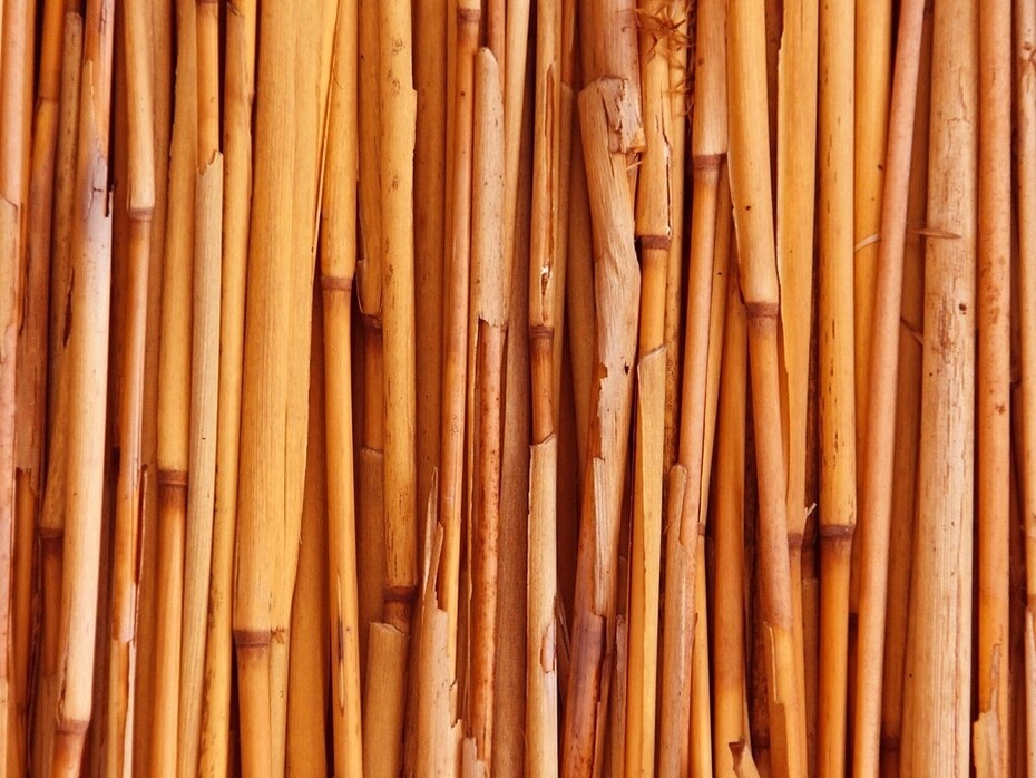 Un progetto per la coltivazione del bambù gigante | Meer