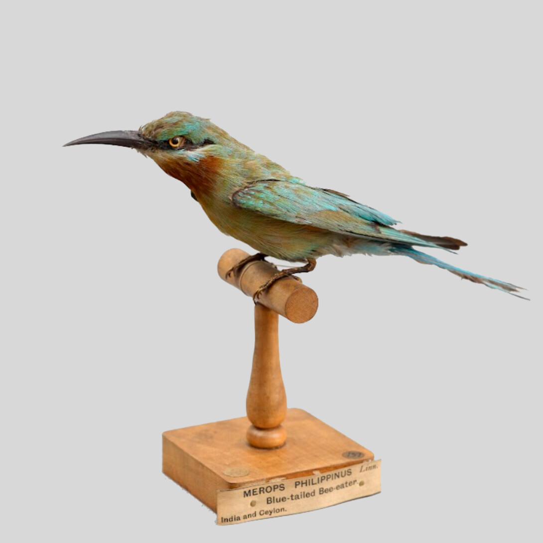 South Asia Gallery | Meer