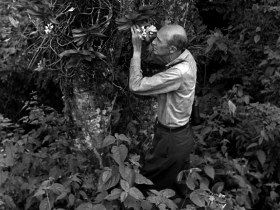 William Beebe | Meer