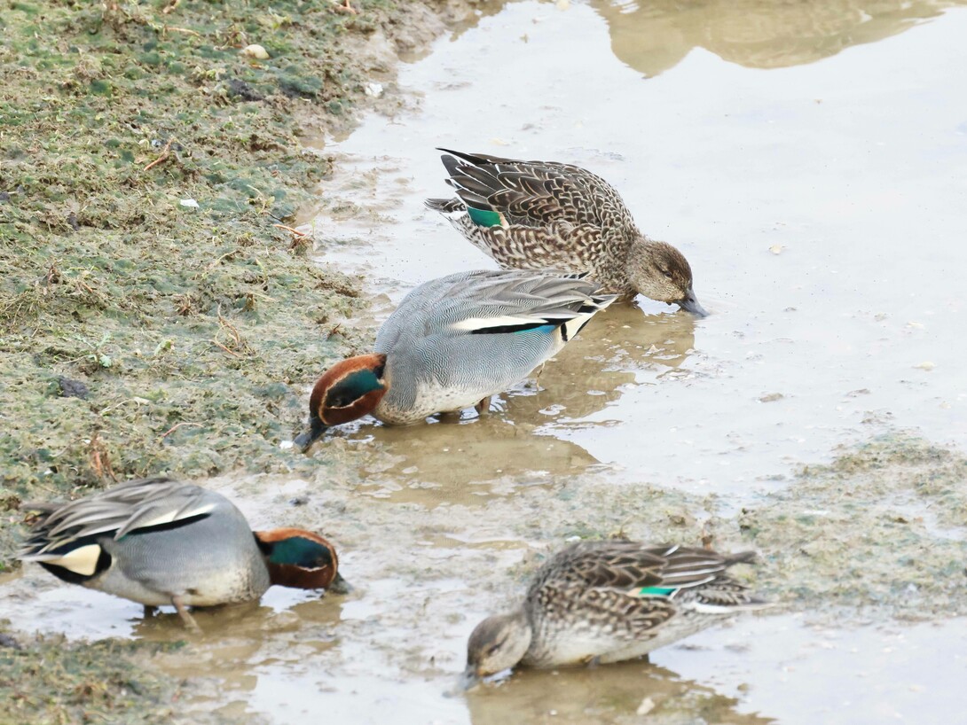 Birdwatching in Abberton Reservoir, England | Meer