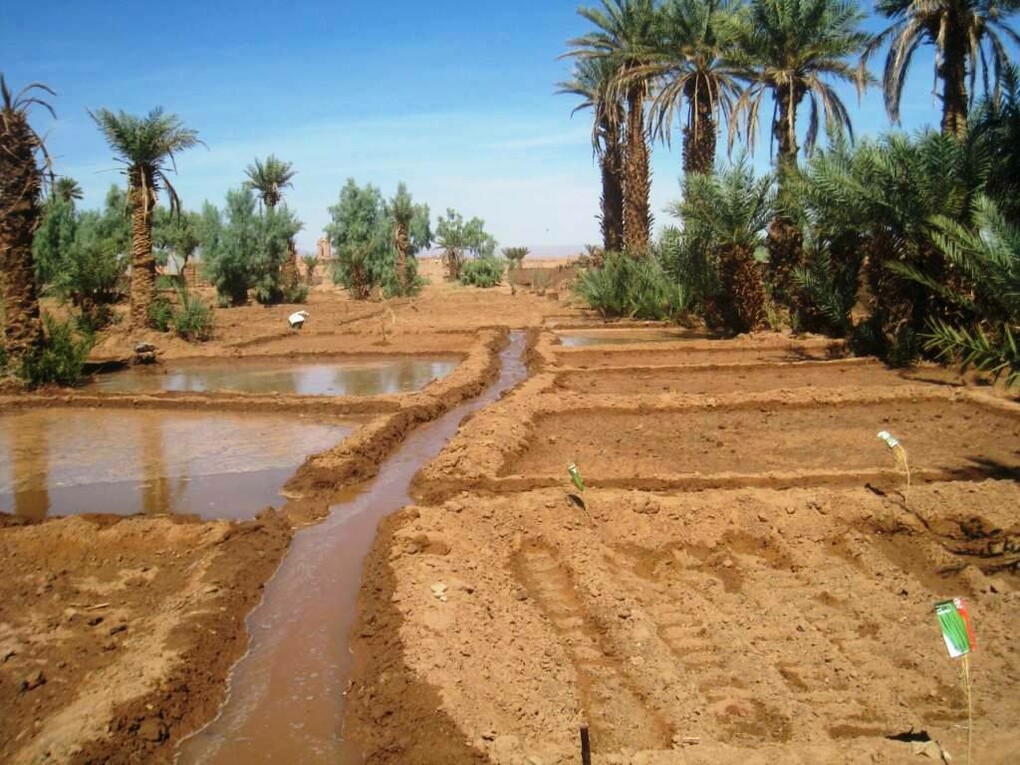 Morocco modernizes agriculture sector | Meer