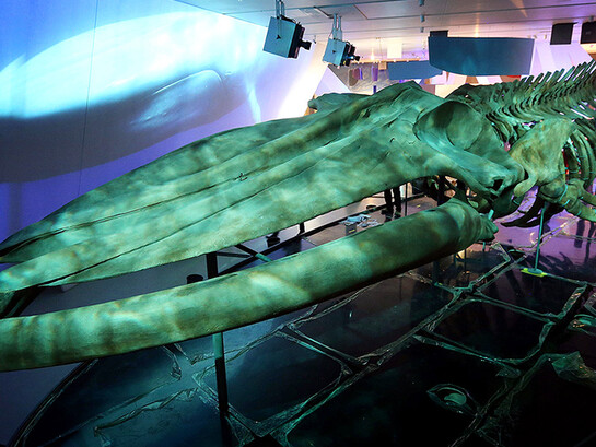 The Blue Whale Story | Meer