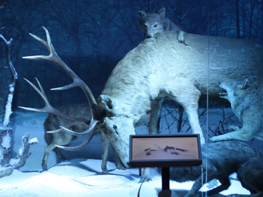 Stag attacked by wolves | Meer