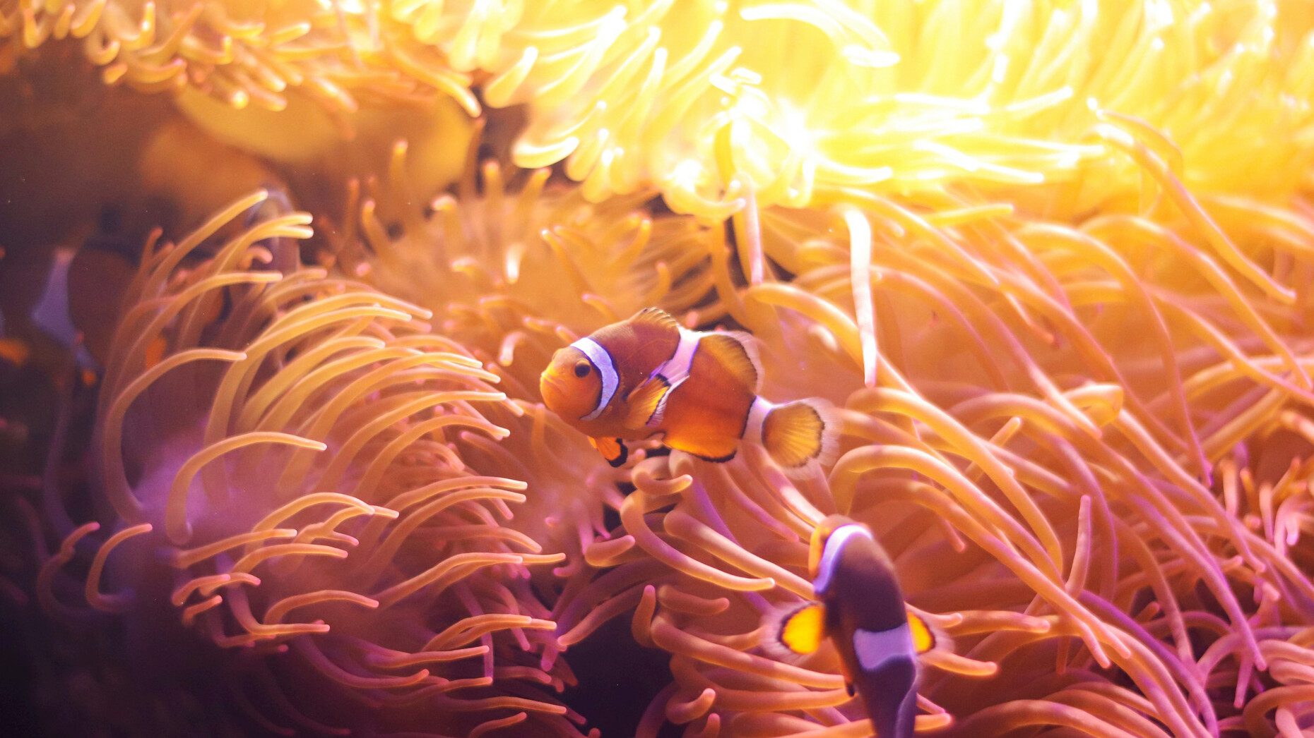 The spectre of ocean acidification | Meer