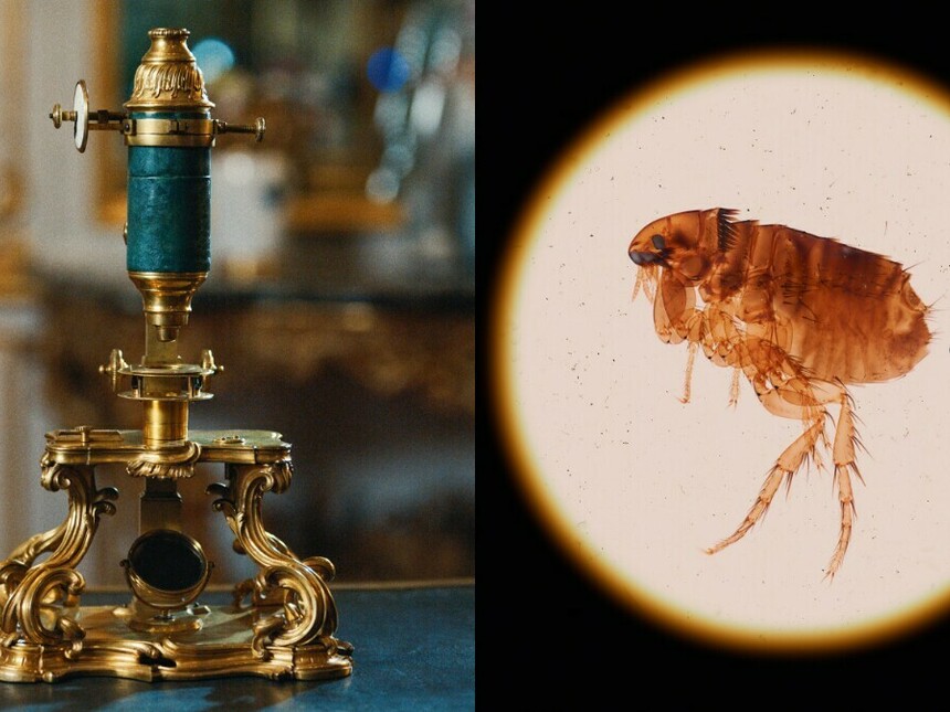 Magnified wonders. An 18th-century microscope | Meer