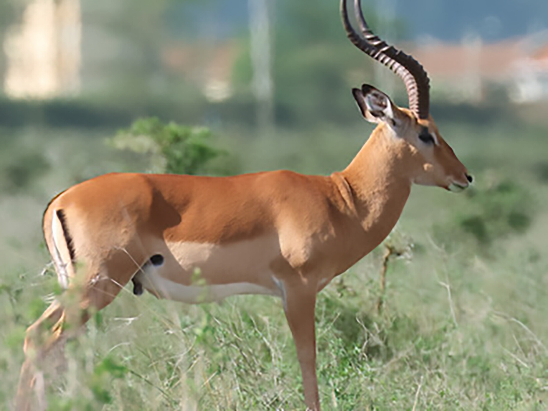 Mammal watching in Nairobi National Park | Meer