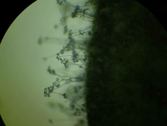 Botrytis Cinerea | Meer