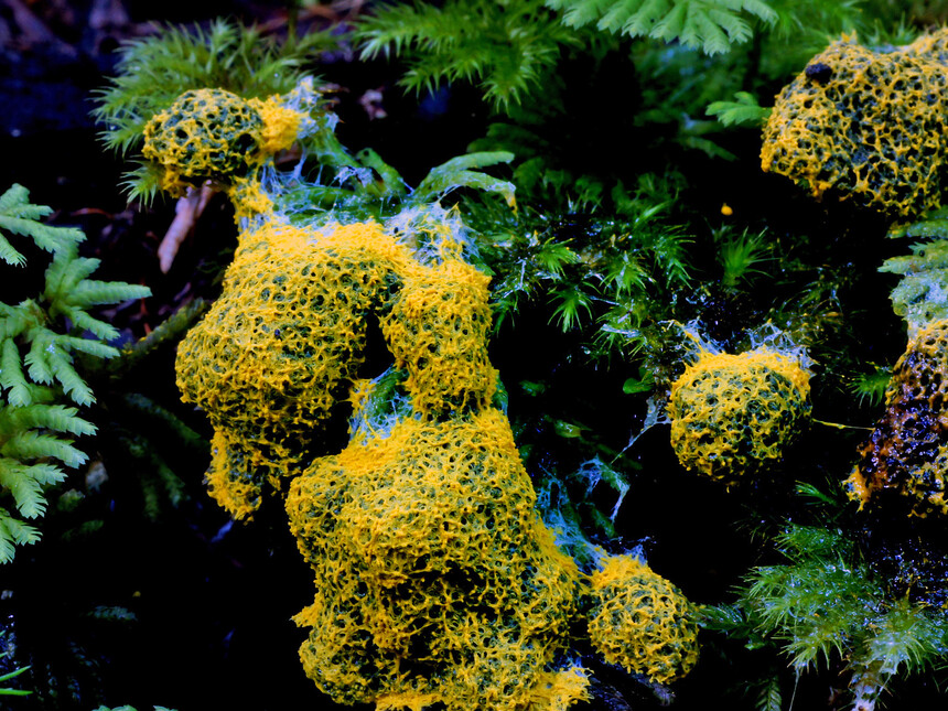 Slime moulds: nature’s brainless problem-solvers | Meer