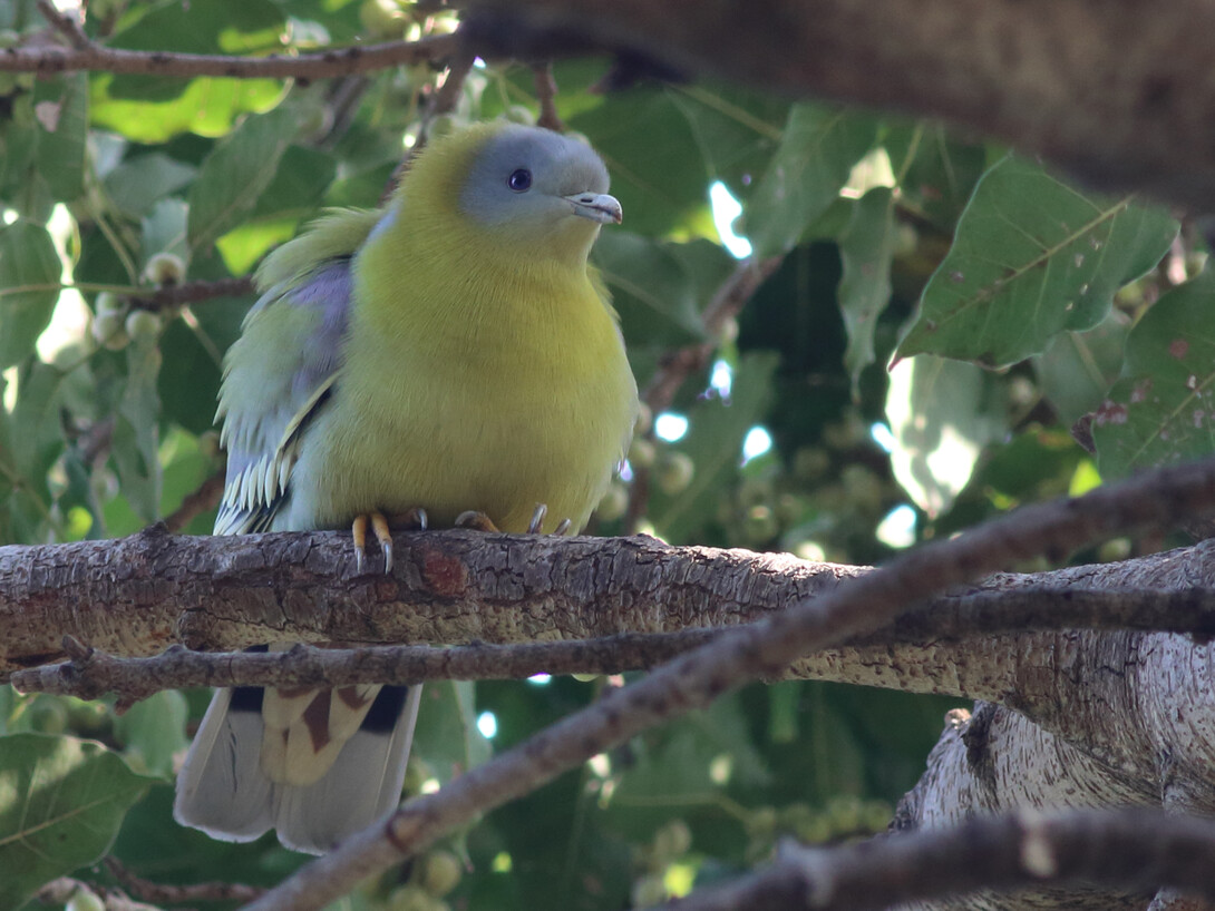 Ecology of the Gharials | Meer